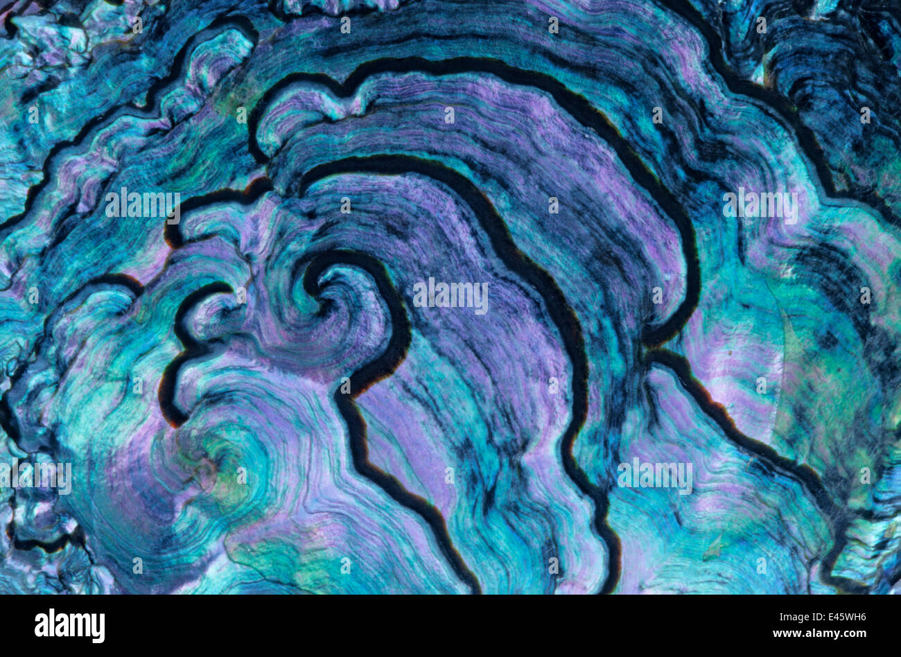 Pink abalone (Haliotis corrugata) shell detail, Guadalupe Island ...