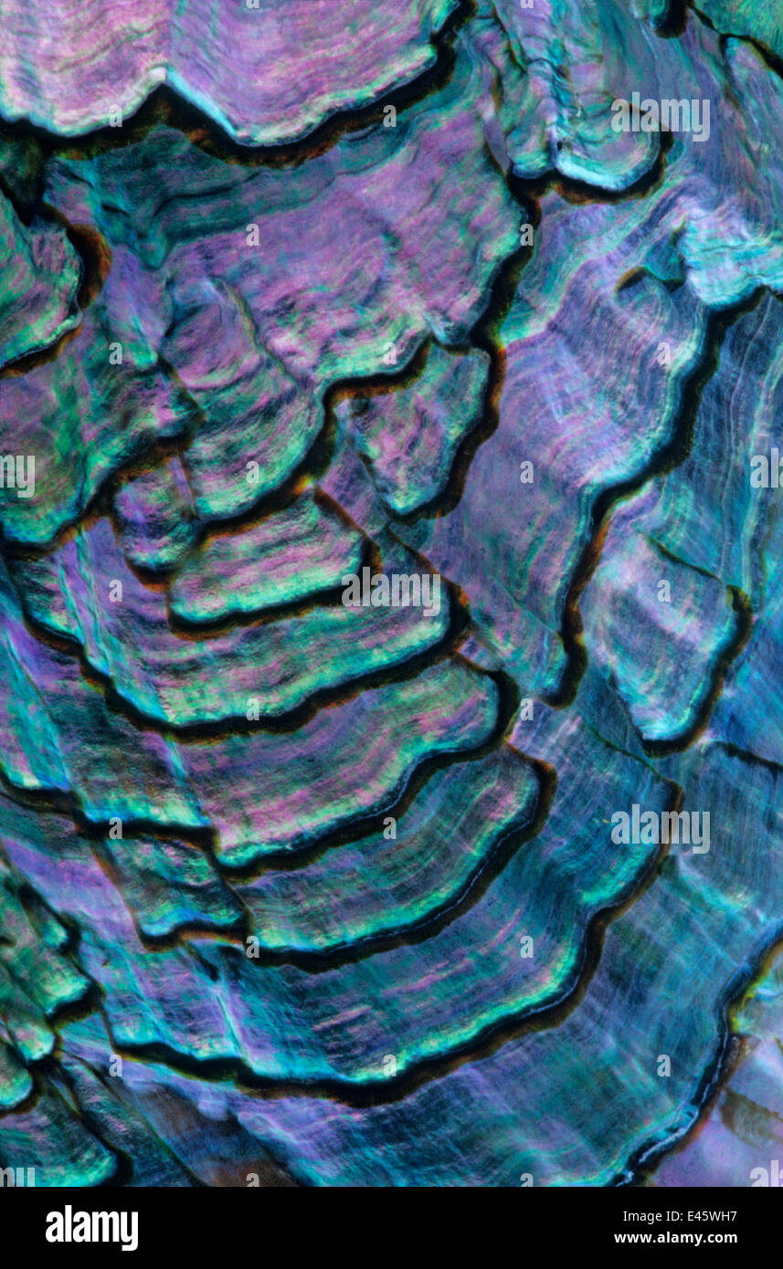 Pink abalone (Haliotis corrugata) shell detail, Guadalupe Island ...
