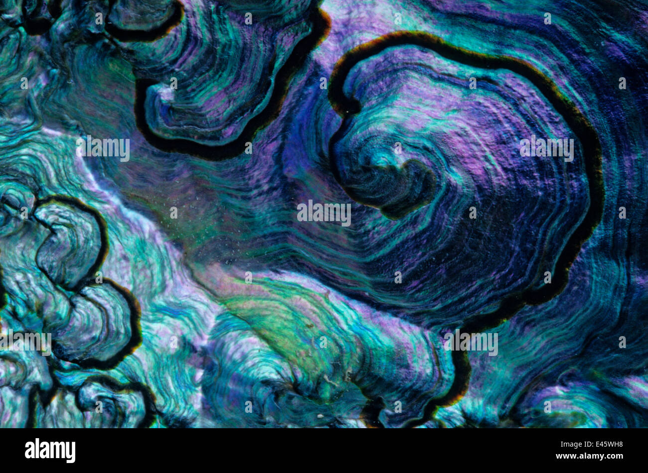 Pink abalone (Haliotis corrugata) shell detail, Guadalupe Island ...