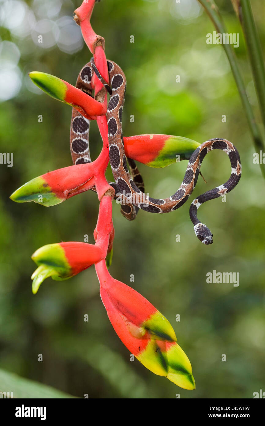 Catesby's snail-eating snake (Dipsas catesbyi) on Heliconia plant ...