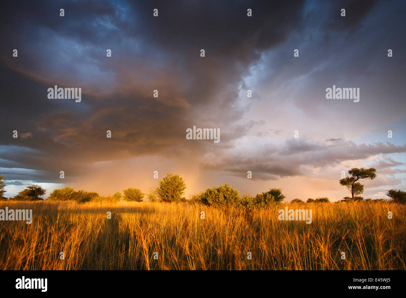 Kalahari rain storm hi-res stock photography and images - Alamy