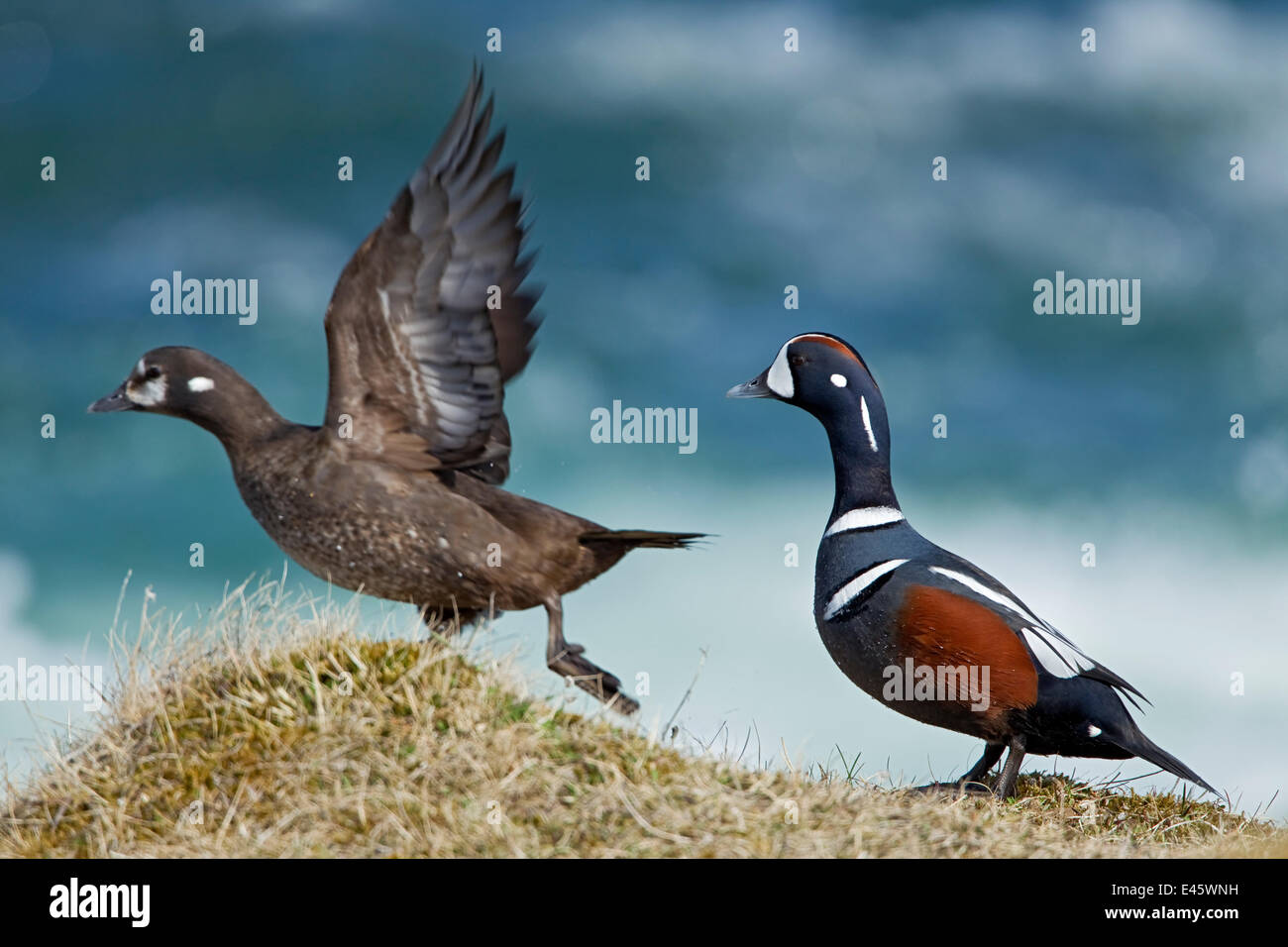 Harlequin Duck Female