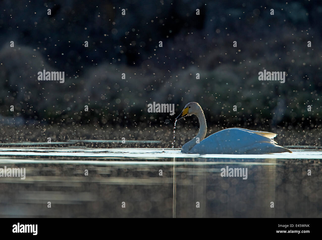 Whooper swan (Cygnus cygnus) on water, backlit showing swarming midges ...