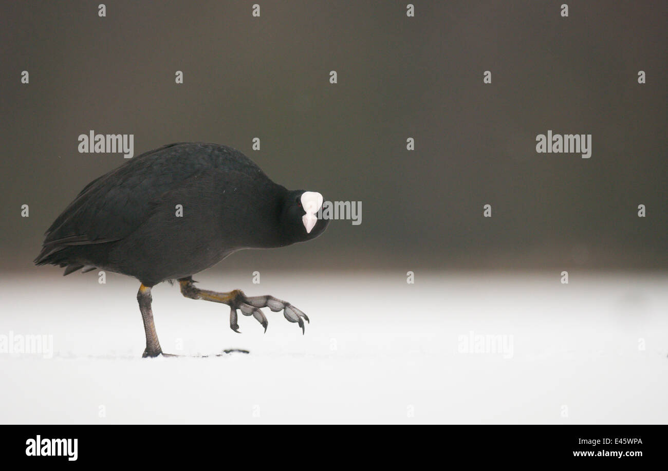 Coot (Fulica atra) portrait, revealing the size of its enormous feet as ...