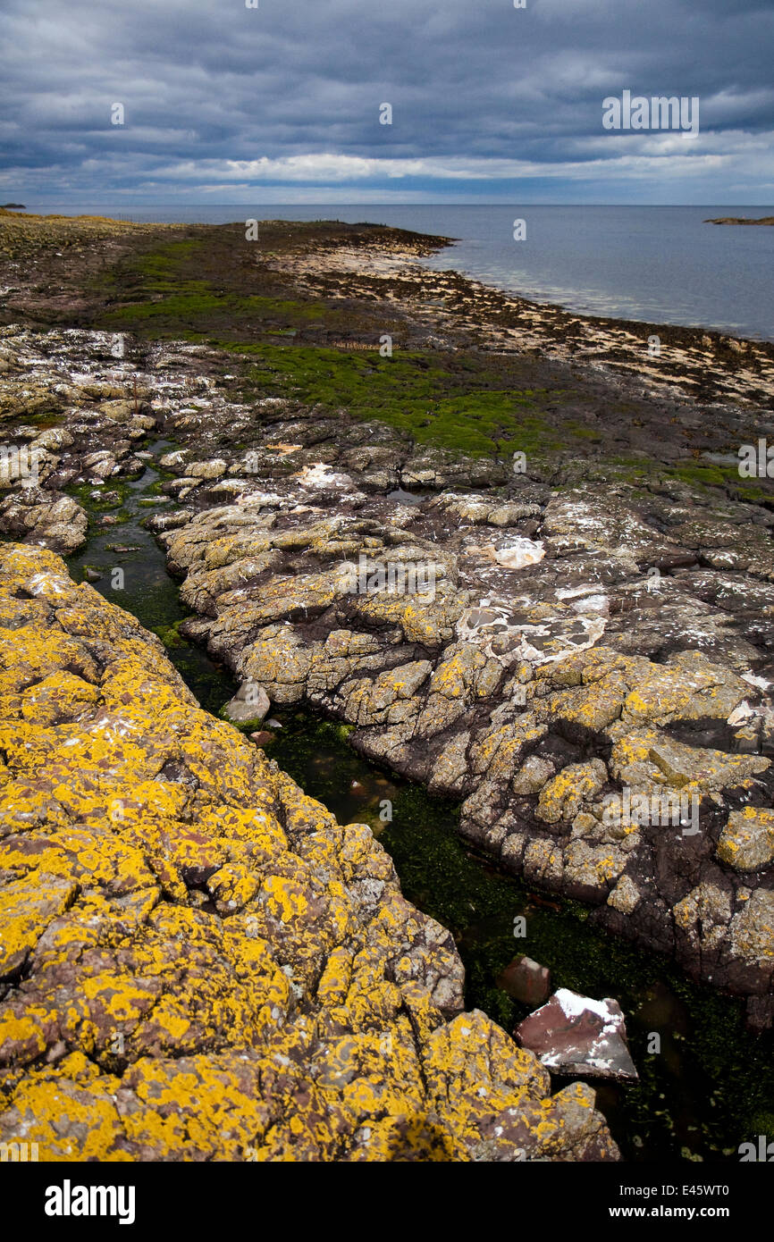 Rocky shore on Inner Farne, Farne Islands, Northumberland, England ...