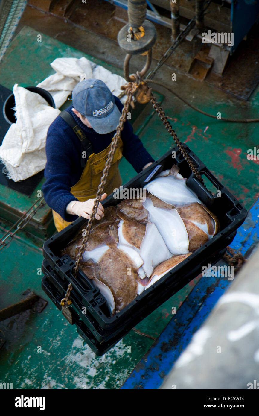 Fisherman unloading crates of fish from the deck of trawler, Brixham ...