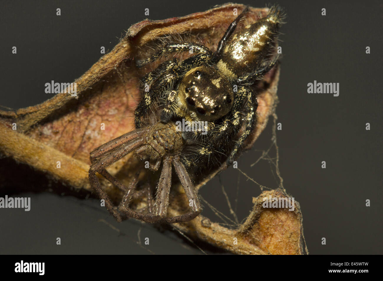 Jumping spider, Aarey Milk Colony, Mumbai, India Stock Photo - Alamy