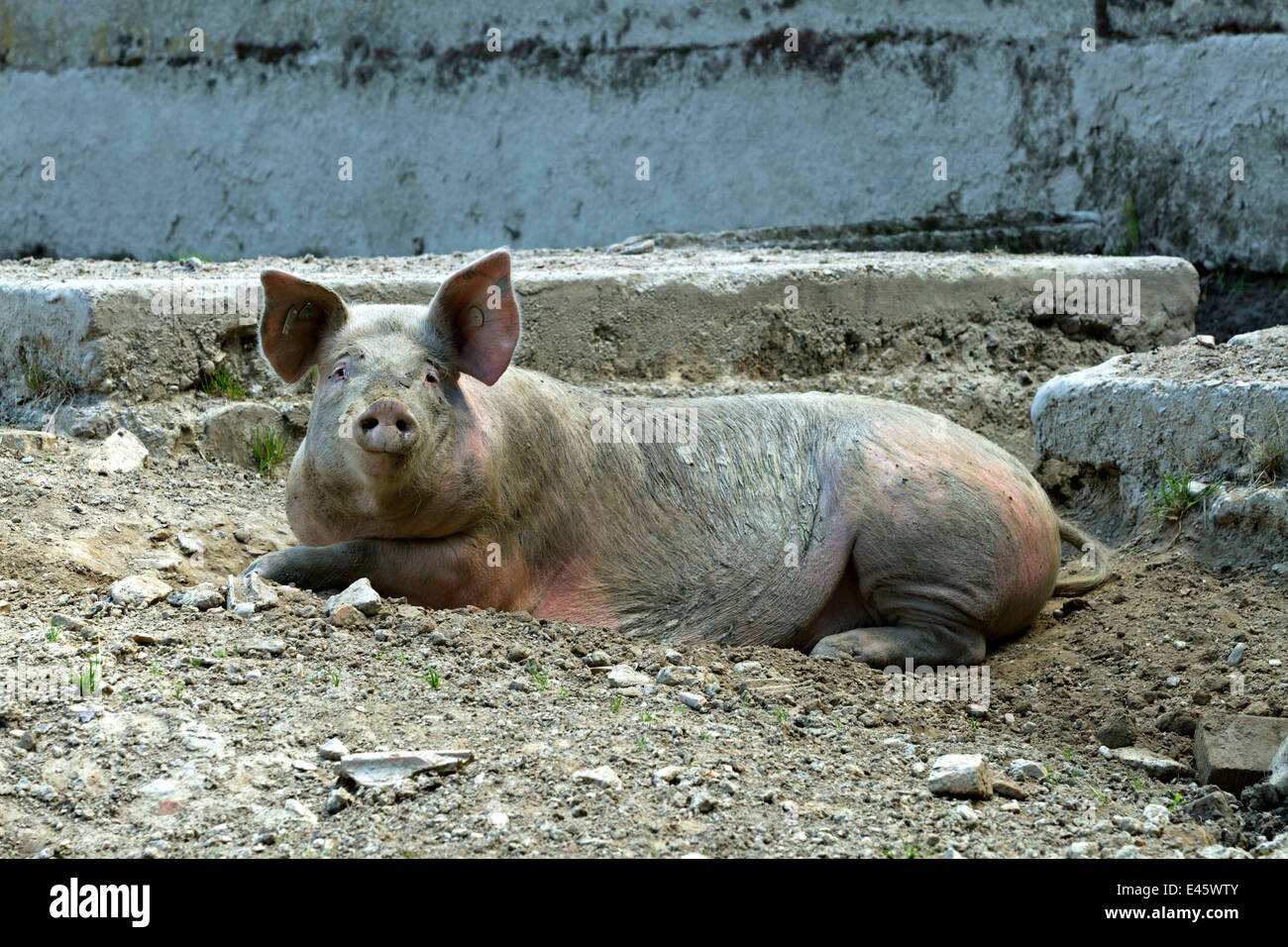Domestic pig laying on ground Stock Photo - Alamy