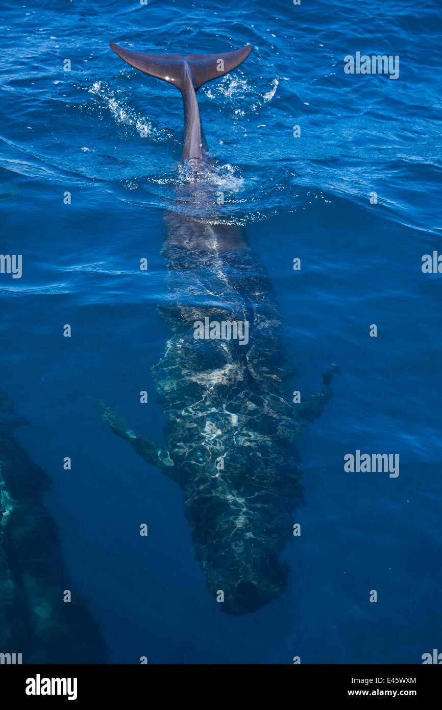 Globicephala malaena hi-res stock photography and images - Alamy
