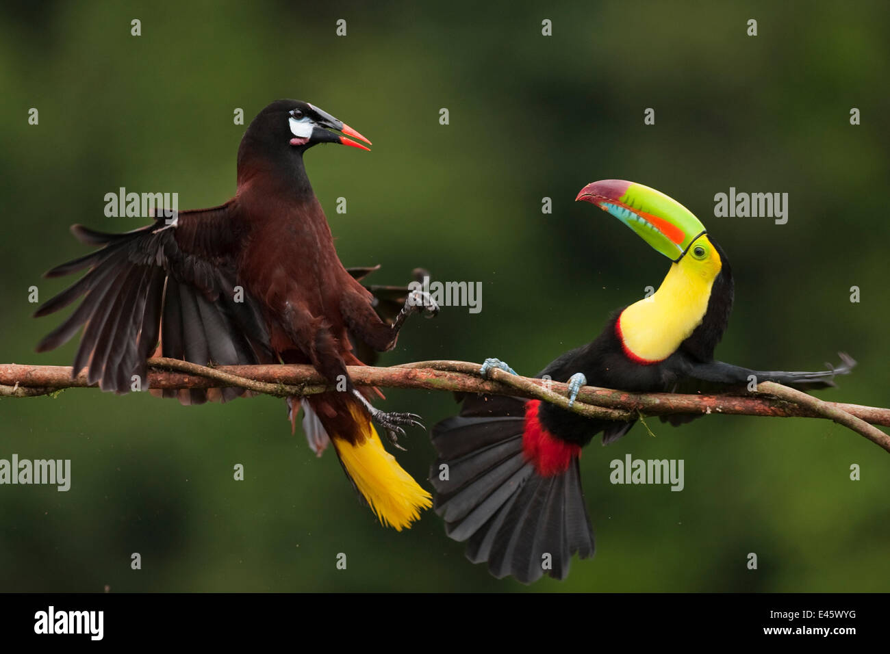 Keel-billed Toucan (Ramphastos sulfuratus) in aggressive encounter with ...