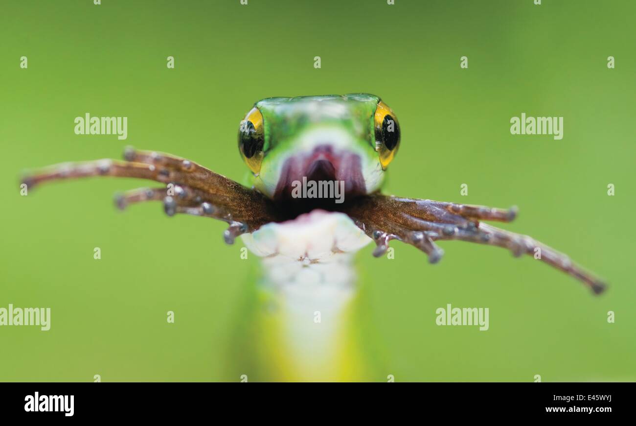 Head portrait of Satiny Parrot snake (Leptophis depressirostris ...