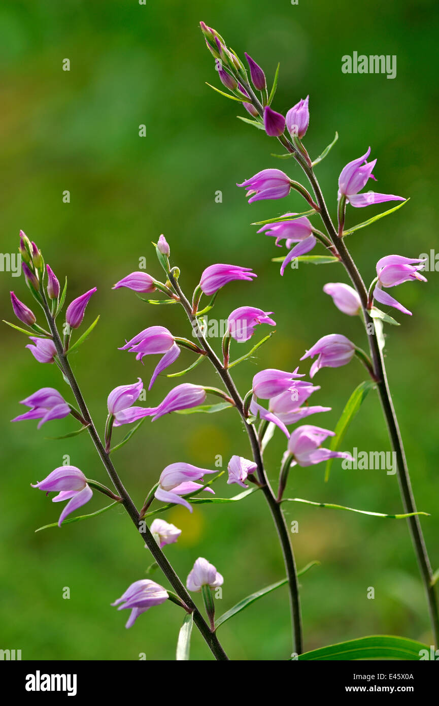 Red helleborine (Cephalanthera rubra) in flower, Lorraine, France, June ...