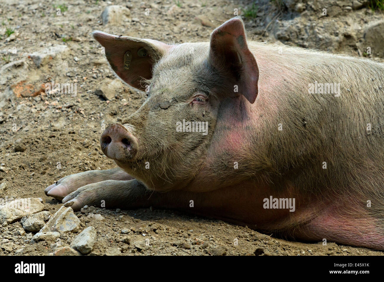Domestic pig laying on ground Stock Photo - Alamy