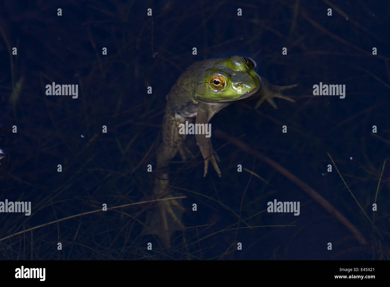 Bullfrog (Rana catesbeiana) with head sticking out above water in pond ...