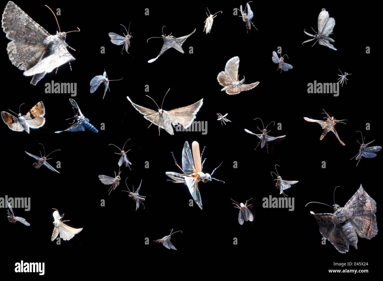 Composite image of flying insects visiting blacklight, Texas, USA ...