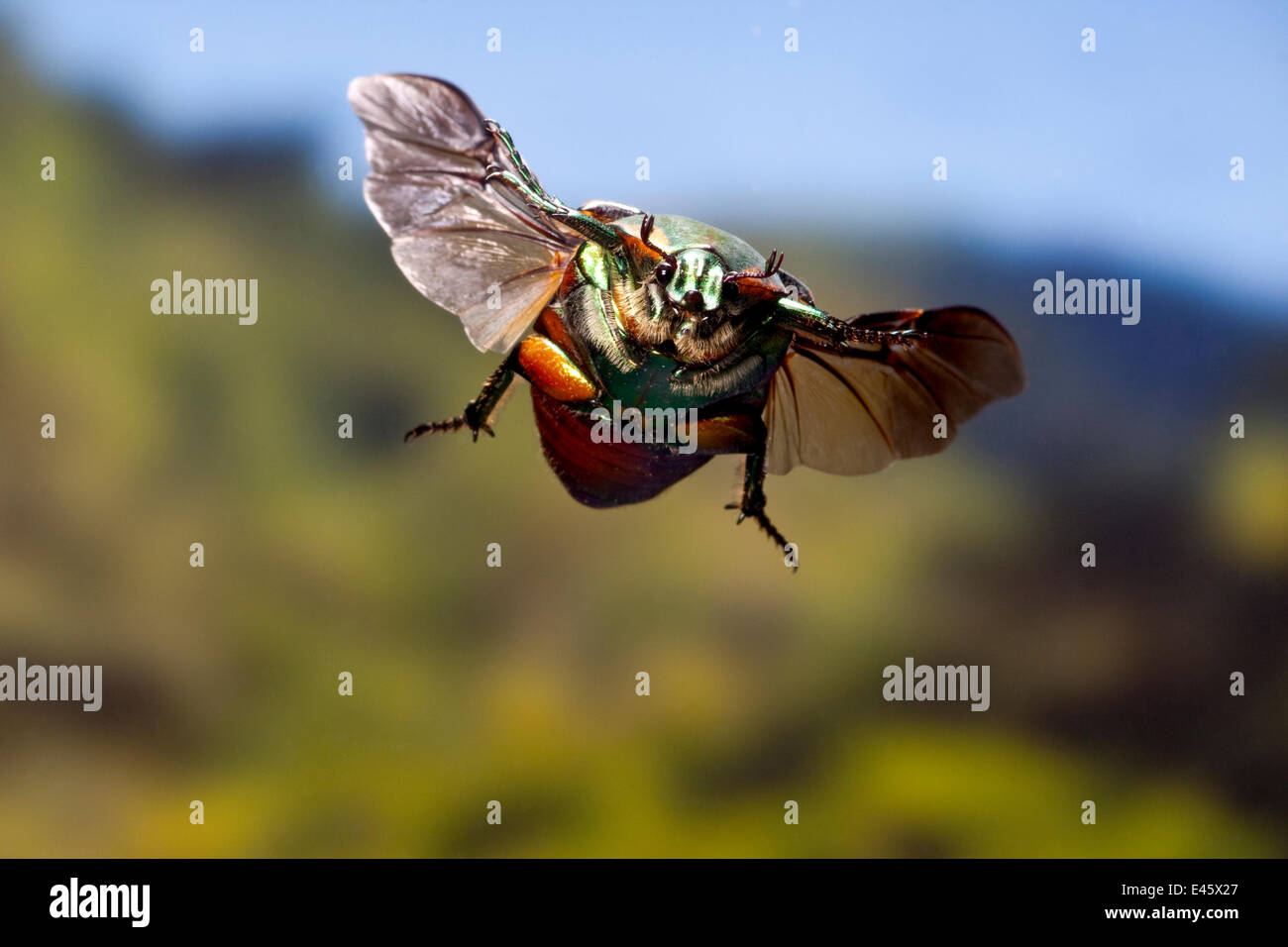 Eastern Green june beetle (Cotinis nitida) in flight, Texas, USA ...