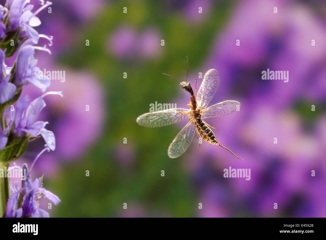 Snakefly hi-res stock photography and images - Alamy