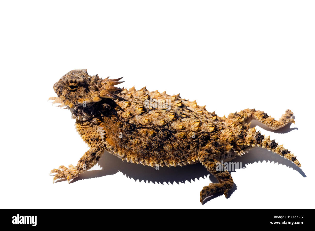 Regal Horned Lizard Blood