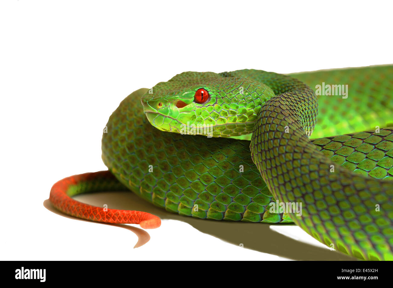 Pope's pitviper (Trimeresurus / Popeia popeorum)captive, from SE Asia ...