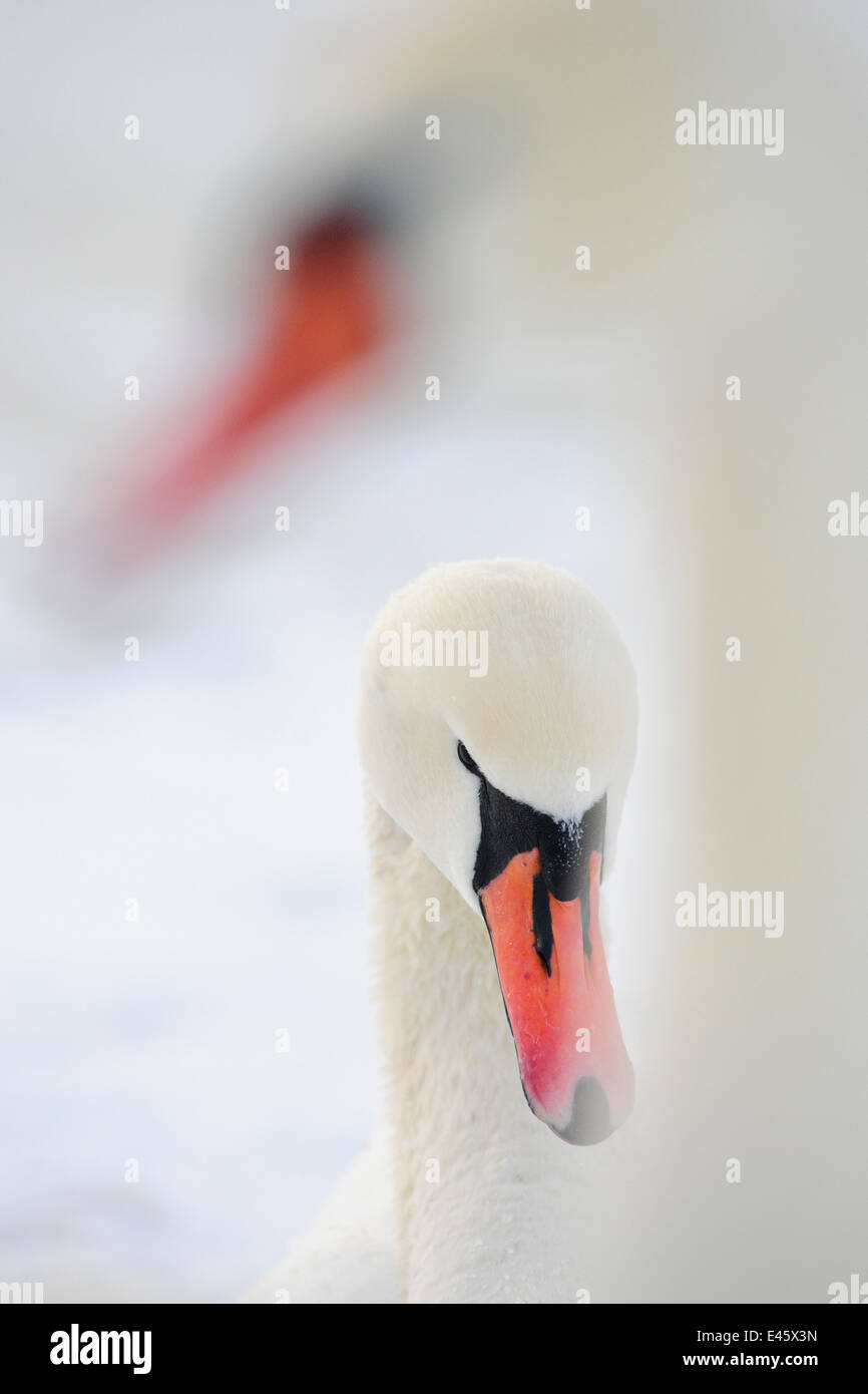 Two swan heads hi-res stock photography and images - Alamy