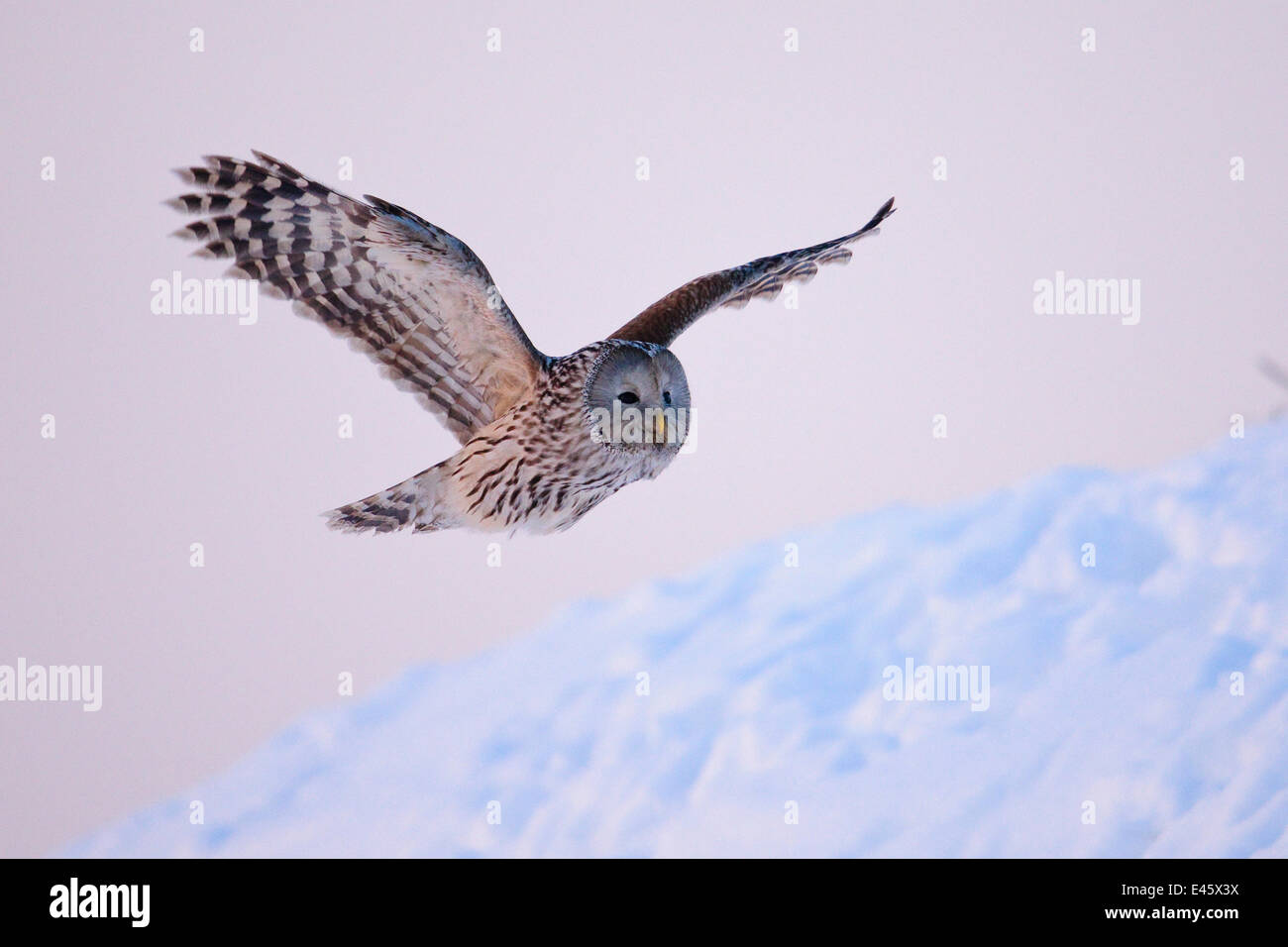 Ural owl flight hi-res stock photography and images - Alamy