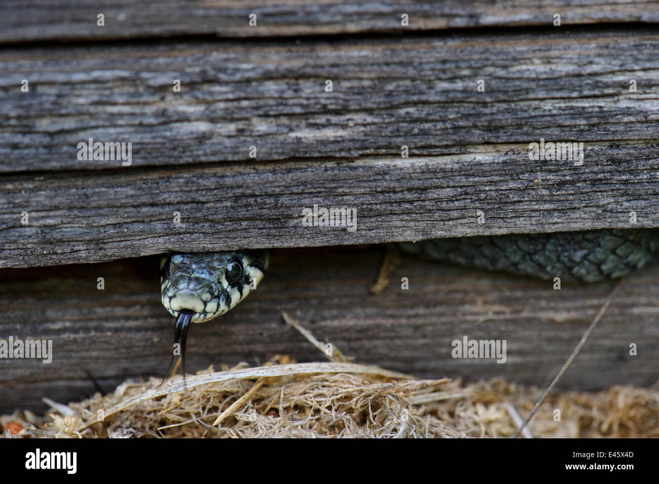 Grass Snake (Natrix natrix) looking out from between wood slats ...
