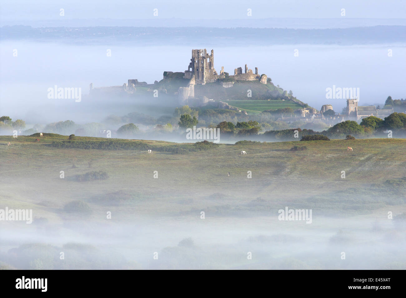 Corfe Castle rising out of mist, viewed from Kingstone, Purbeck, Dorset ...