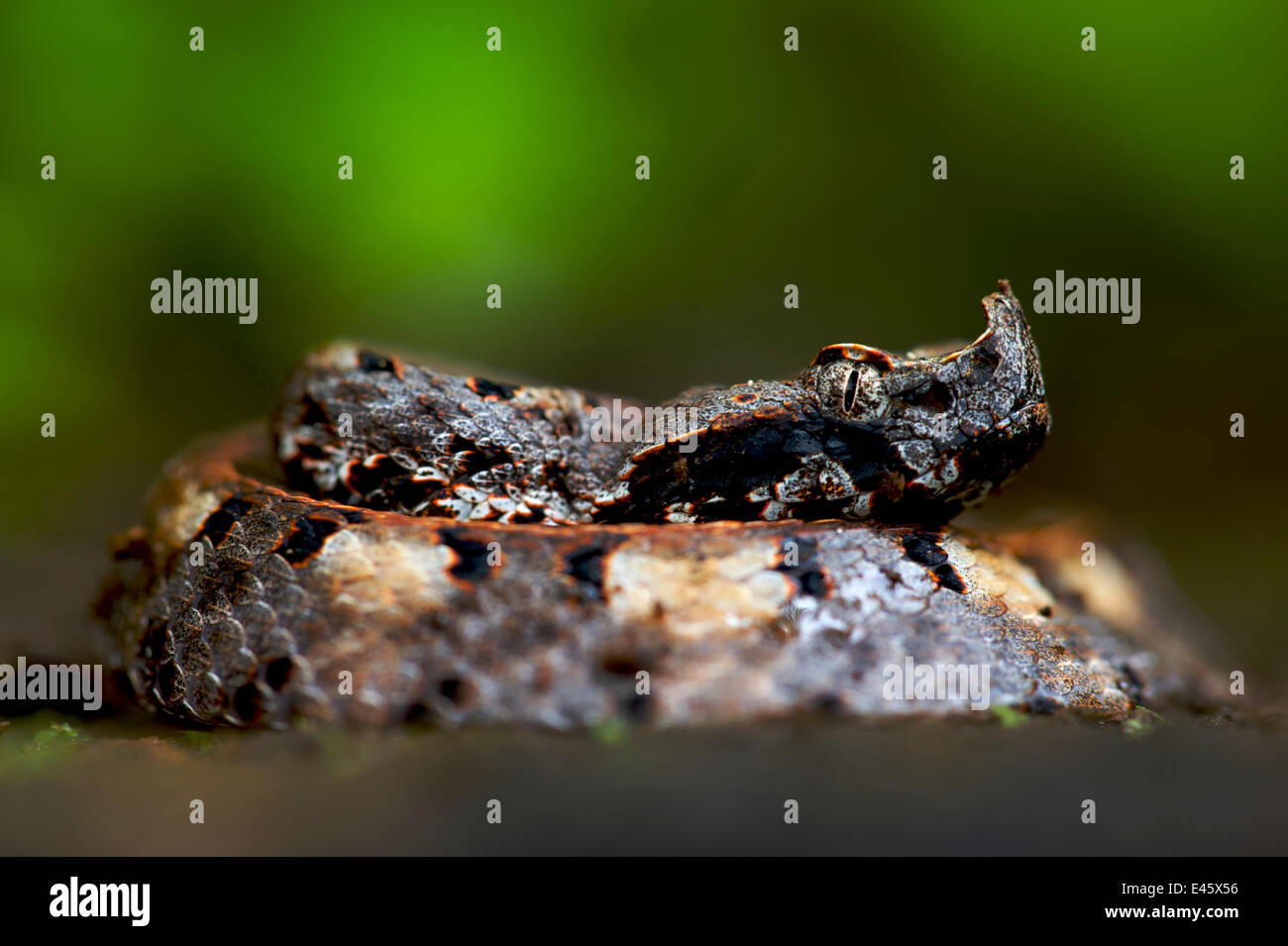 Hognosed Pit Viper (Porthidium nasutum) coiled. Ecuador, South America ...