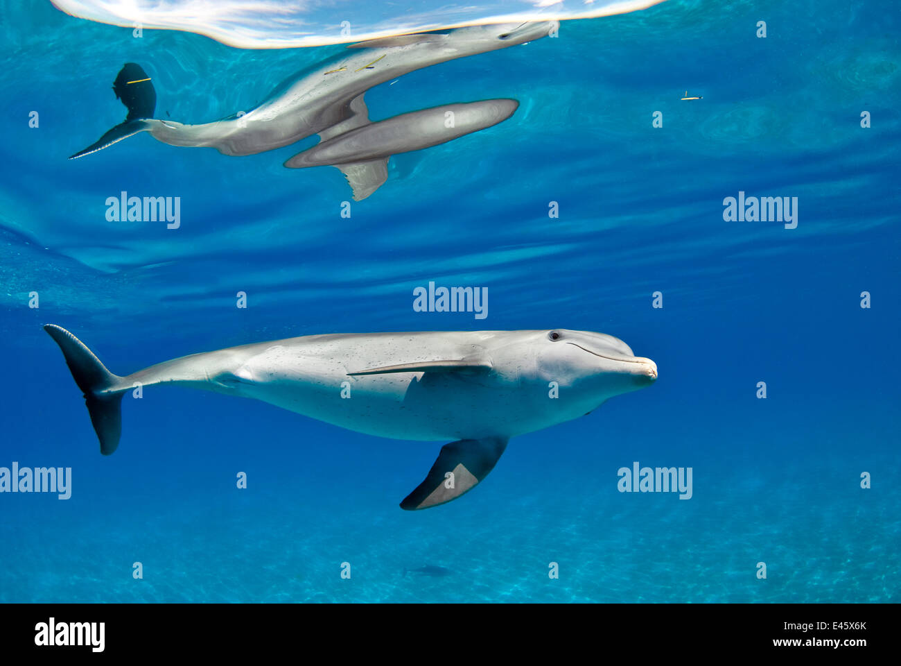 Dophin underwater hi-res stock photography and images - Alamy
