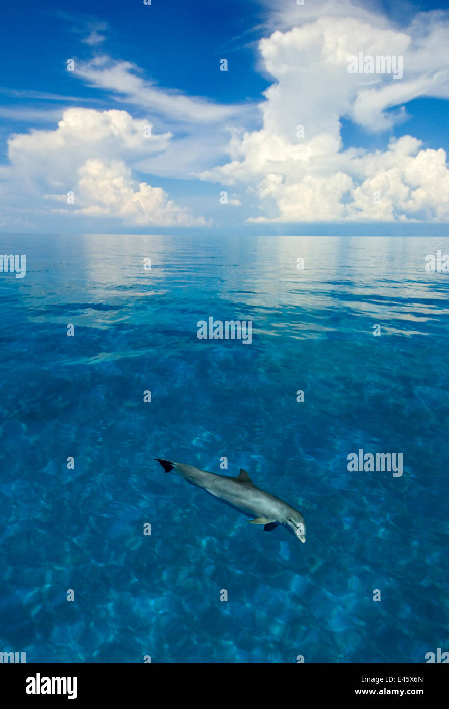 Bottlenose dolphin (Tursiops truncatus) in shallow water over a sand ...