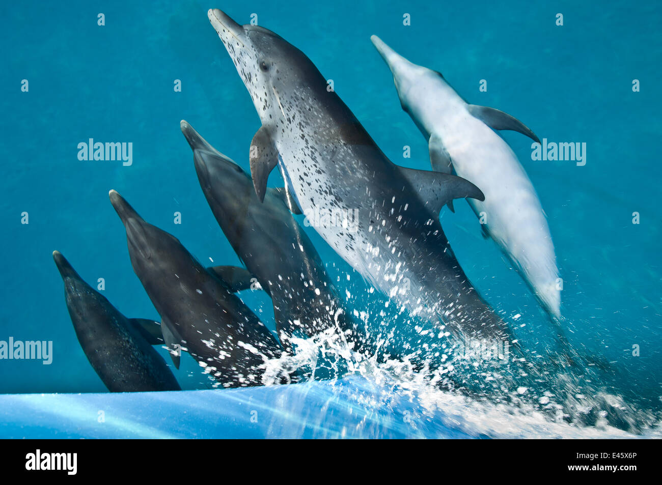 A pod of Atlantic spotted dolphins (Stenella frontalis) riding on the ...
