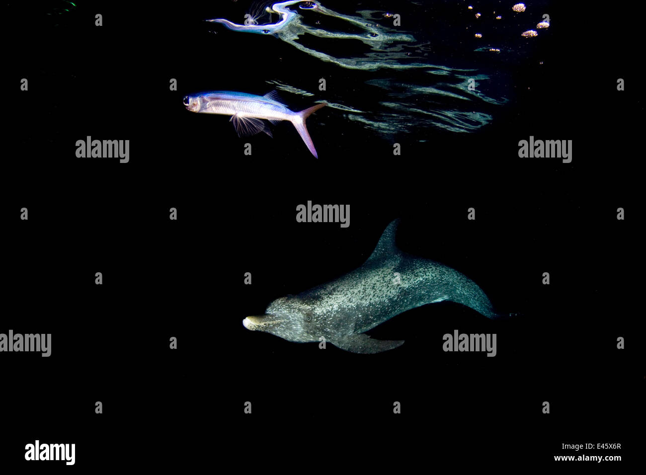 Hirundichthys affinis hi-res stock photography and images - Alamy