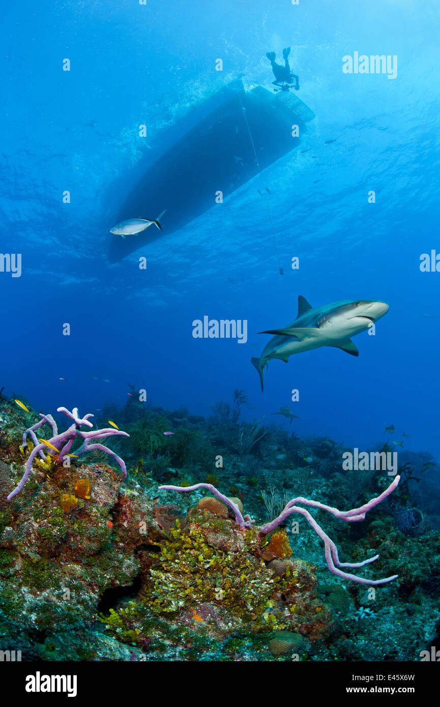 Shark outline hi-res stock photography and images - Alamy