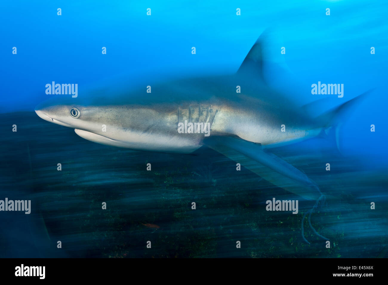 Caribbean reef shark (Carcharhinus perezi) cruises over a coral reef ...