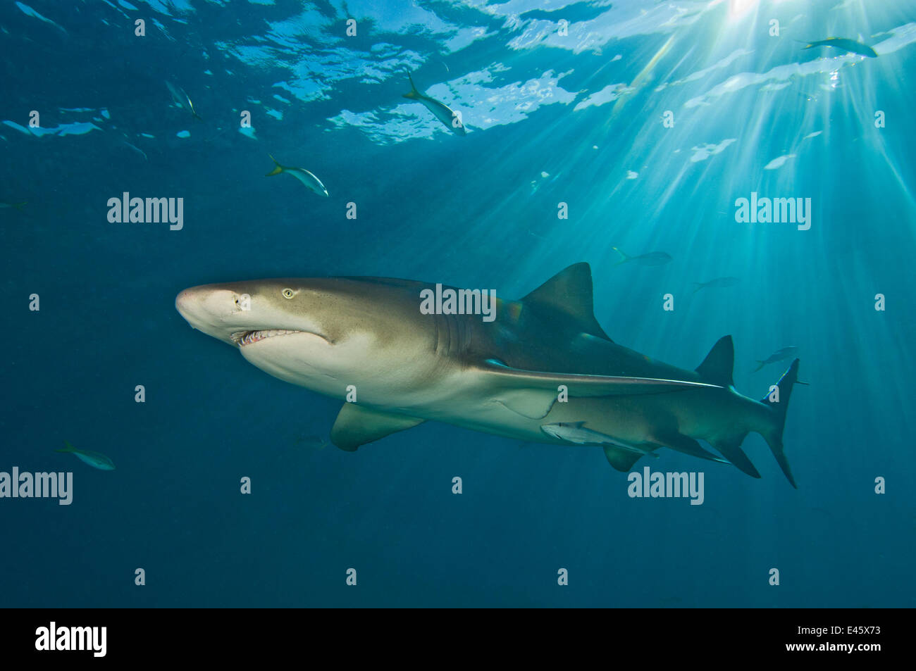 Lemon shark (Negaprion brevirostris) under sun rays. Little Bahama Bank ...