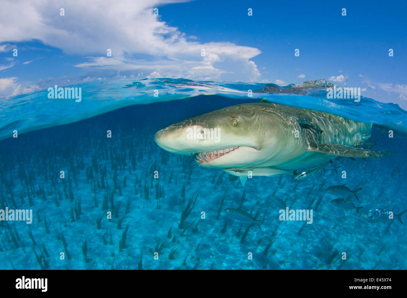 Lemon shark (Negaprion brevirostris) in shallow water at the surface ...