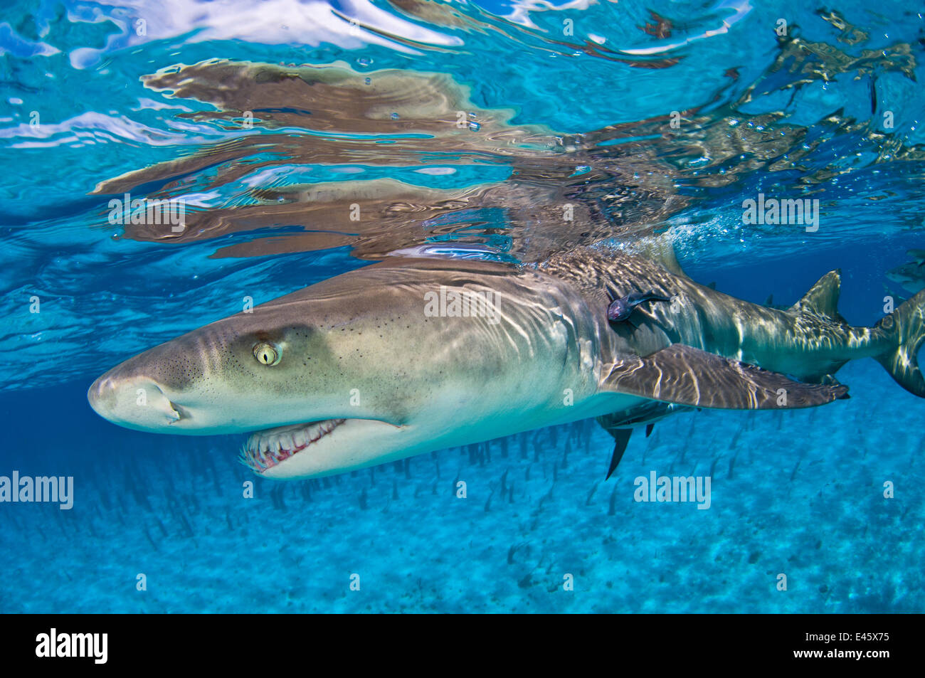 Lemon shark (Negaprion brevirostris) in shallow water with reflection ...