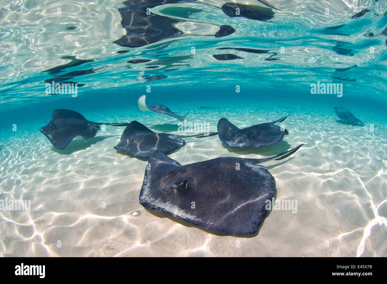 School southern stingrays dasyatis americana hi-res stock photography ...