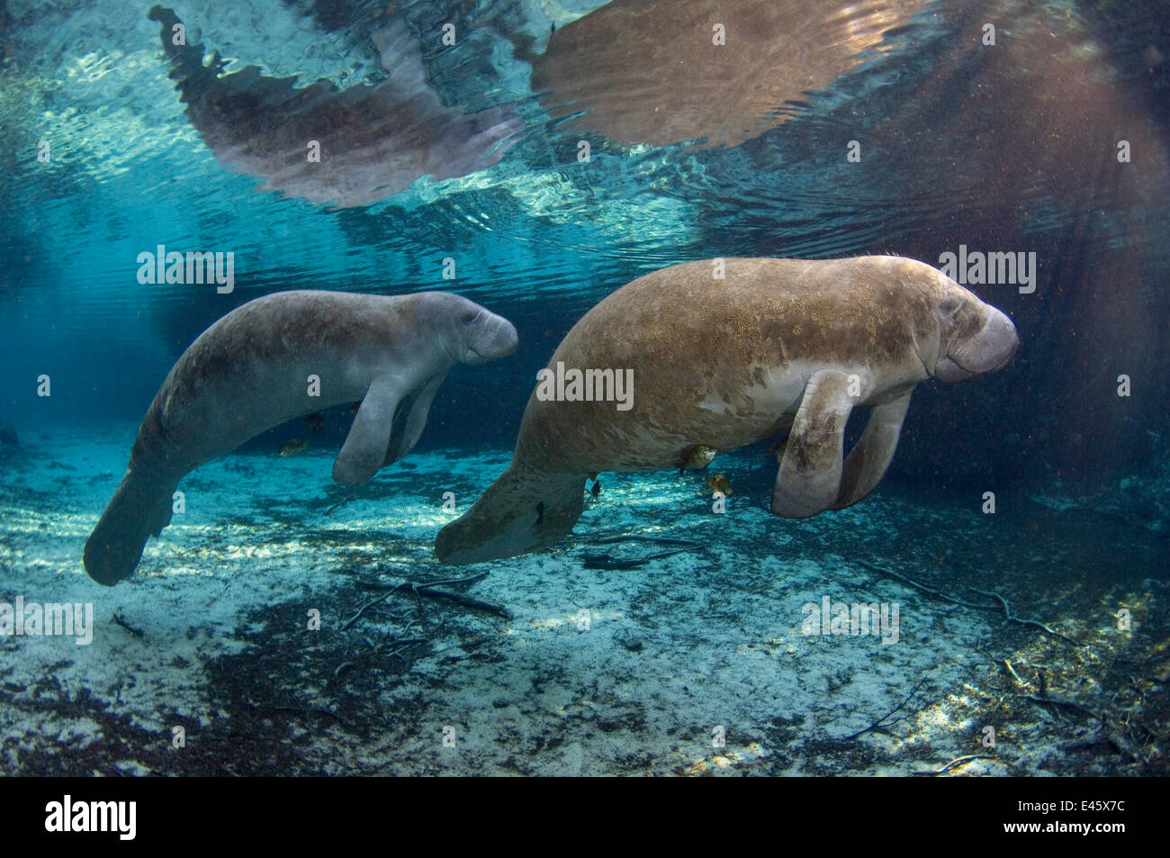 North american manatee trichechus manatus hi-res stock photography and ...