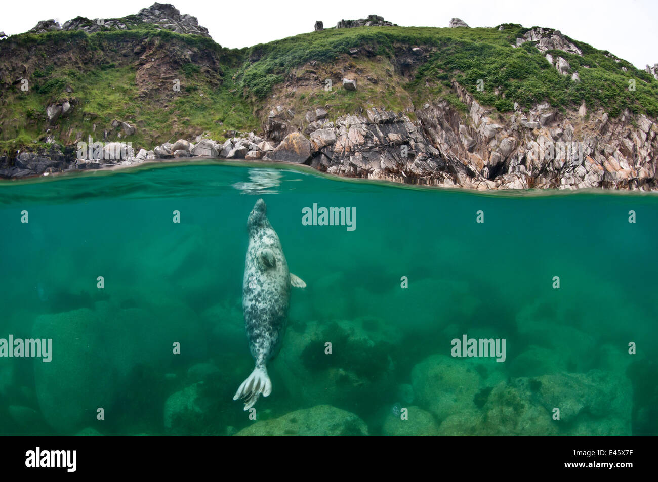 Atlantic Grey Seals Underwater High Resolution Stock Photography and ...