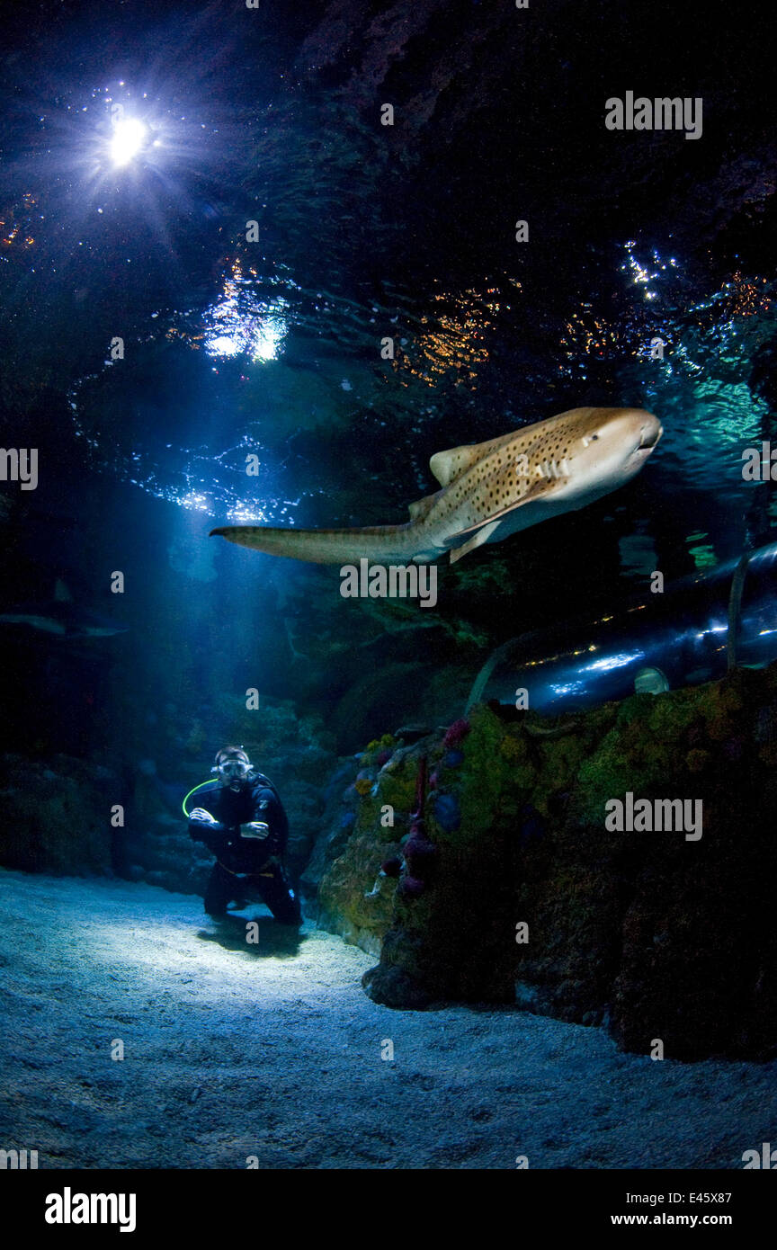 A captive Zebra shark (Stegostoma fasciatum / varium) portrait, with ...