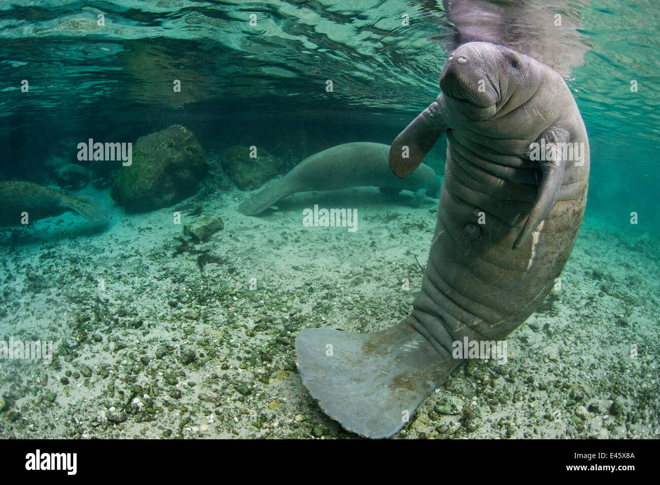 Manatee in three sisters spring hi-res stock photography and images - Alamy