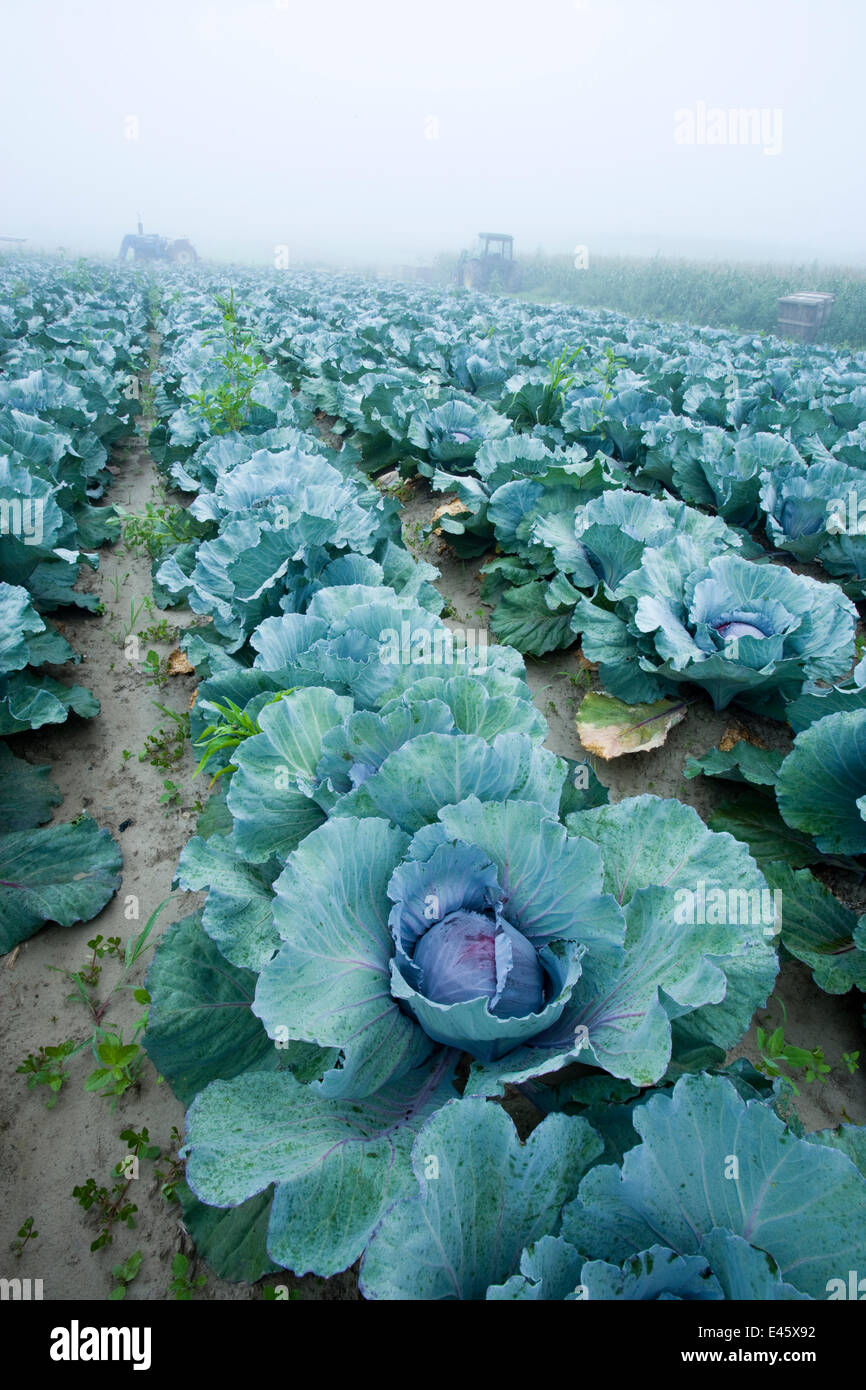 Rows of organic Cabbage plants (Brassica oleracea capitata) growing at ...