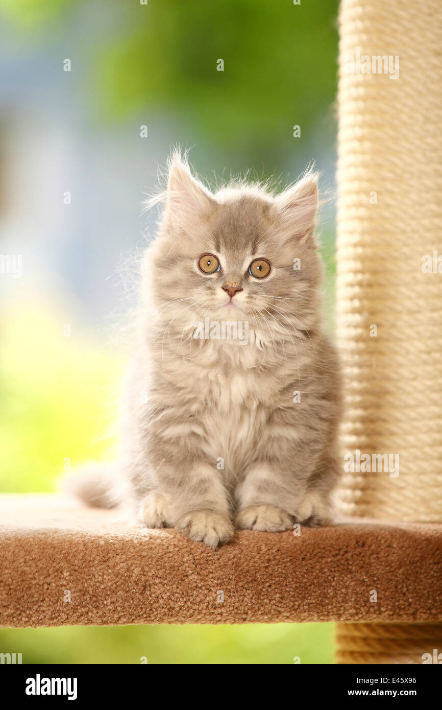 British Longhair Cat, kitten, blue-silver-tabby / Highlander, Lowlander ...