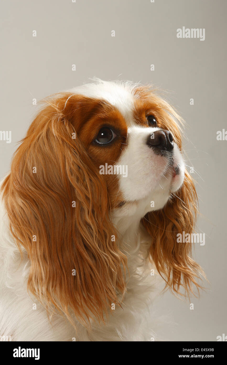 Cavalier King Charles Spaniel, Blenheim, portrait Stock Photo - Alamy