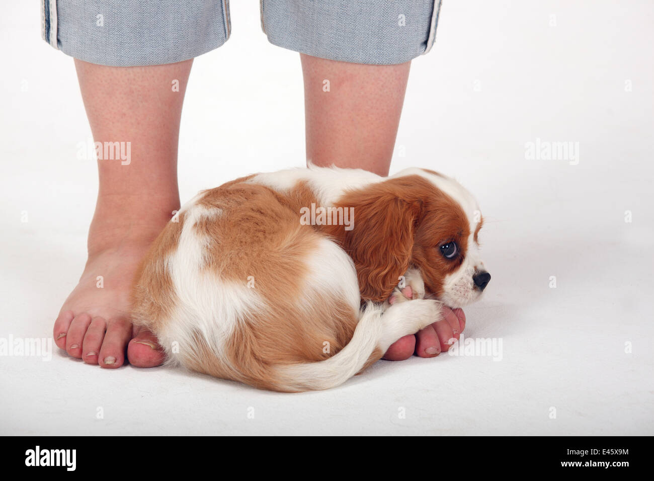 Close up cavalier king charles spaniel hi-res stock photography and ...