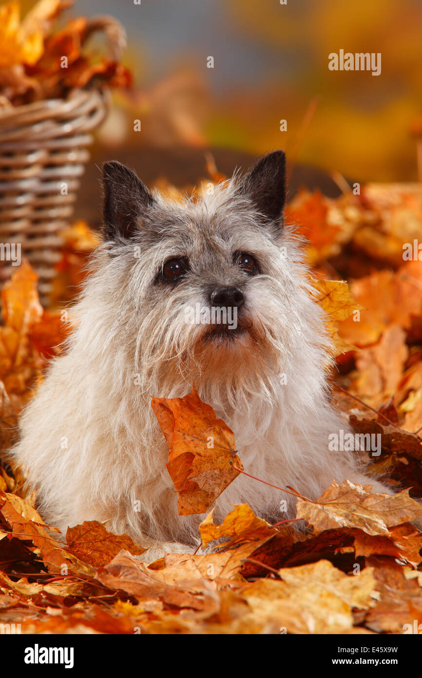 Cairn Terrier, portrait lying in autumn foliage, aged 14 years Stock ...