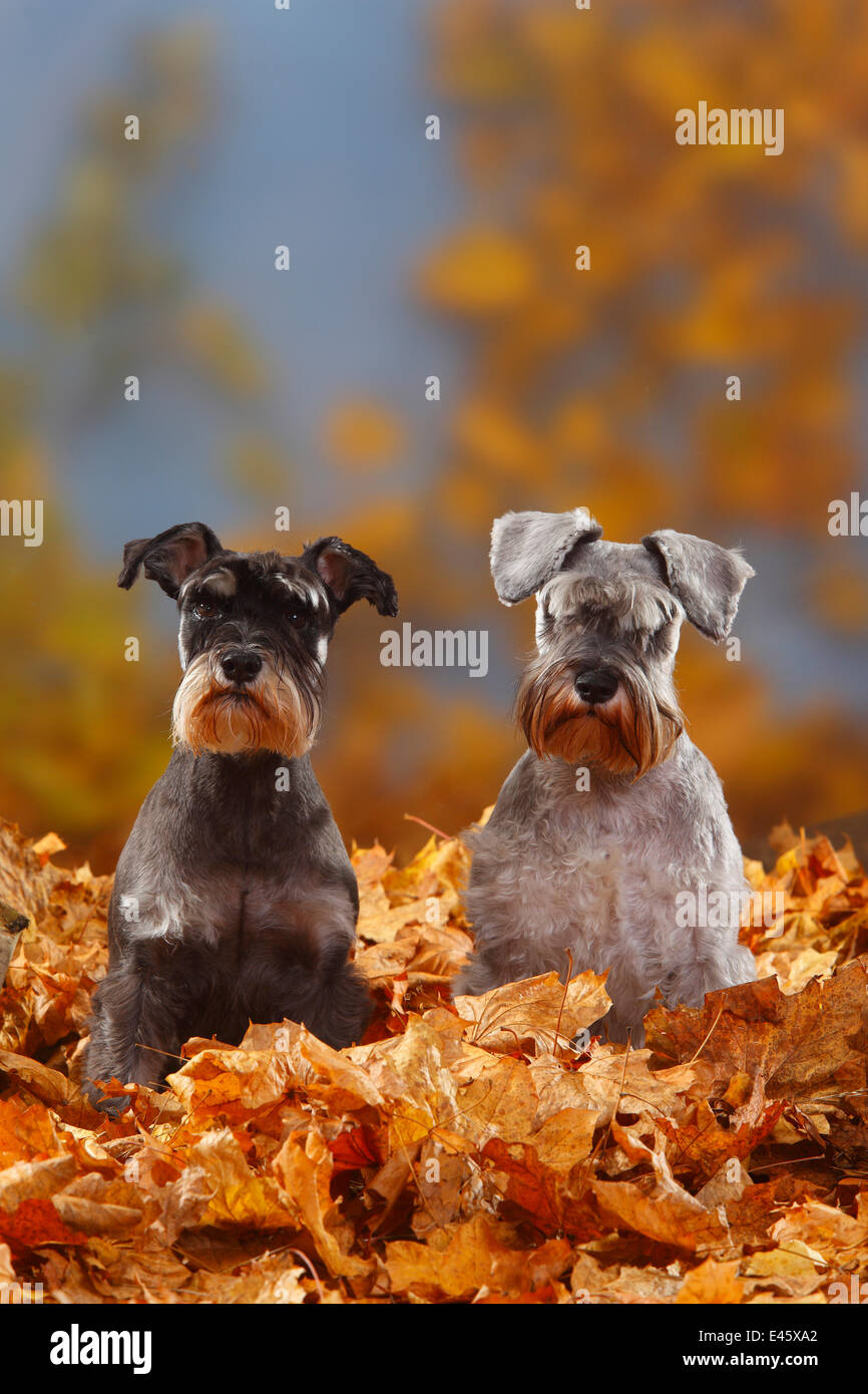 Silver schnauzer hi-res stock photography and images - Alamy