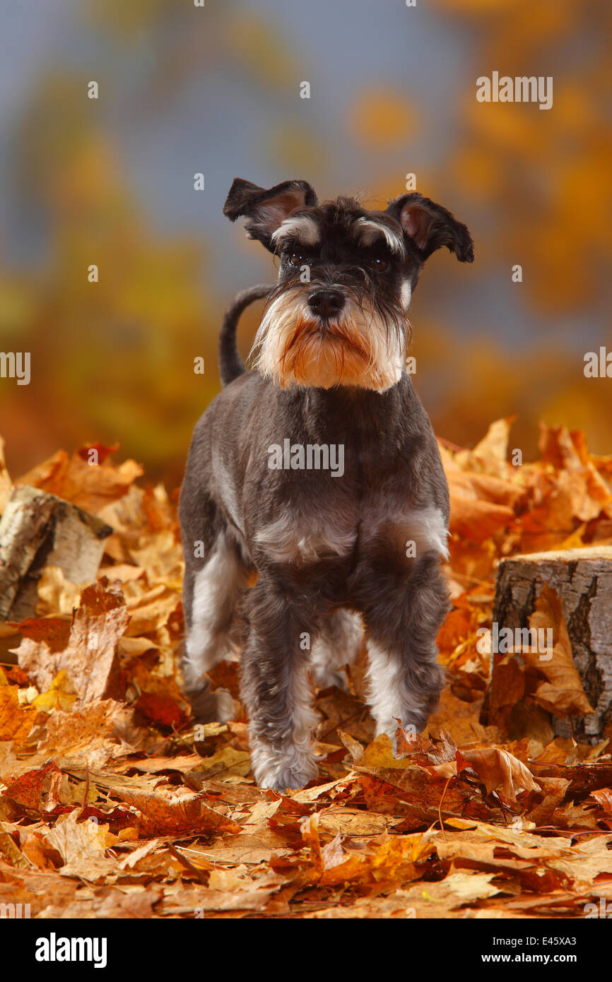 Silver schnauzer hi-res stock photography and images - Alamy