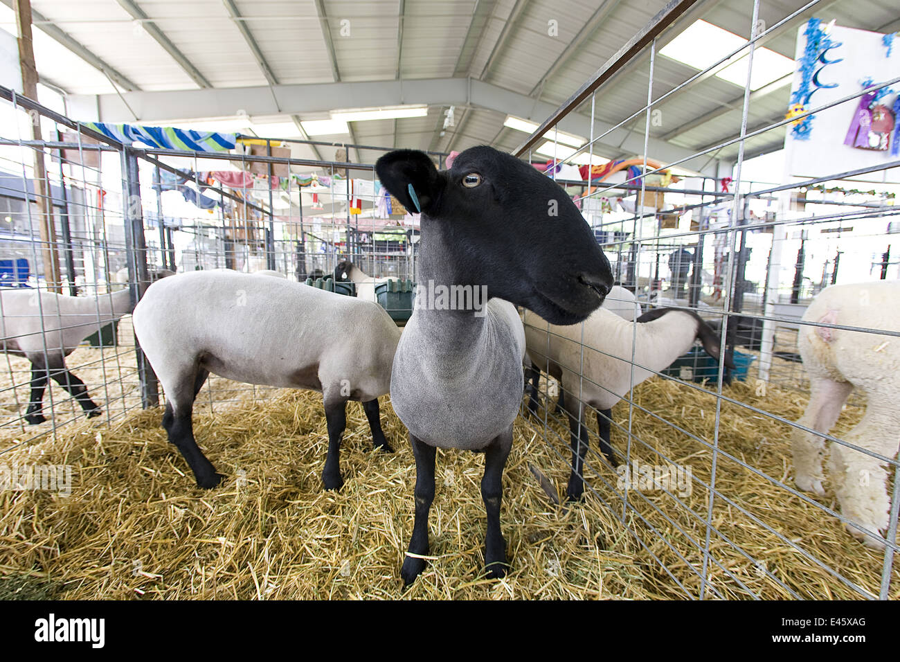 Suffolk sheep in pen at county fair Stock Photo - Alamy